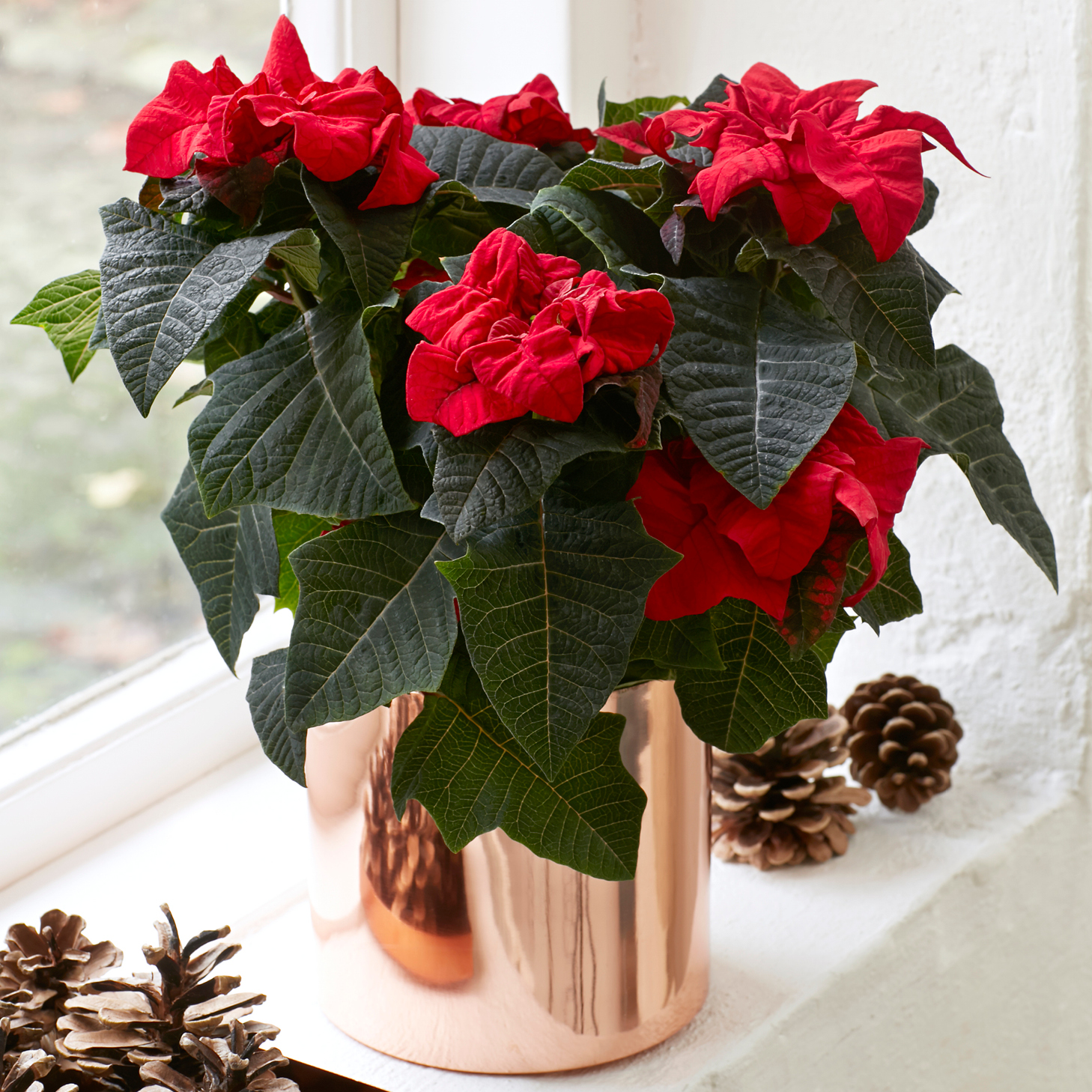 Winter rose poinsettia: questo Natale regala una pianta! - Garden Floridea