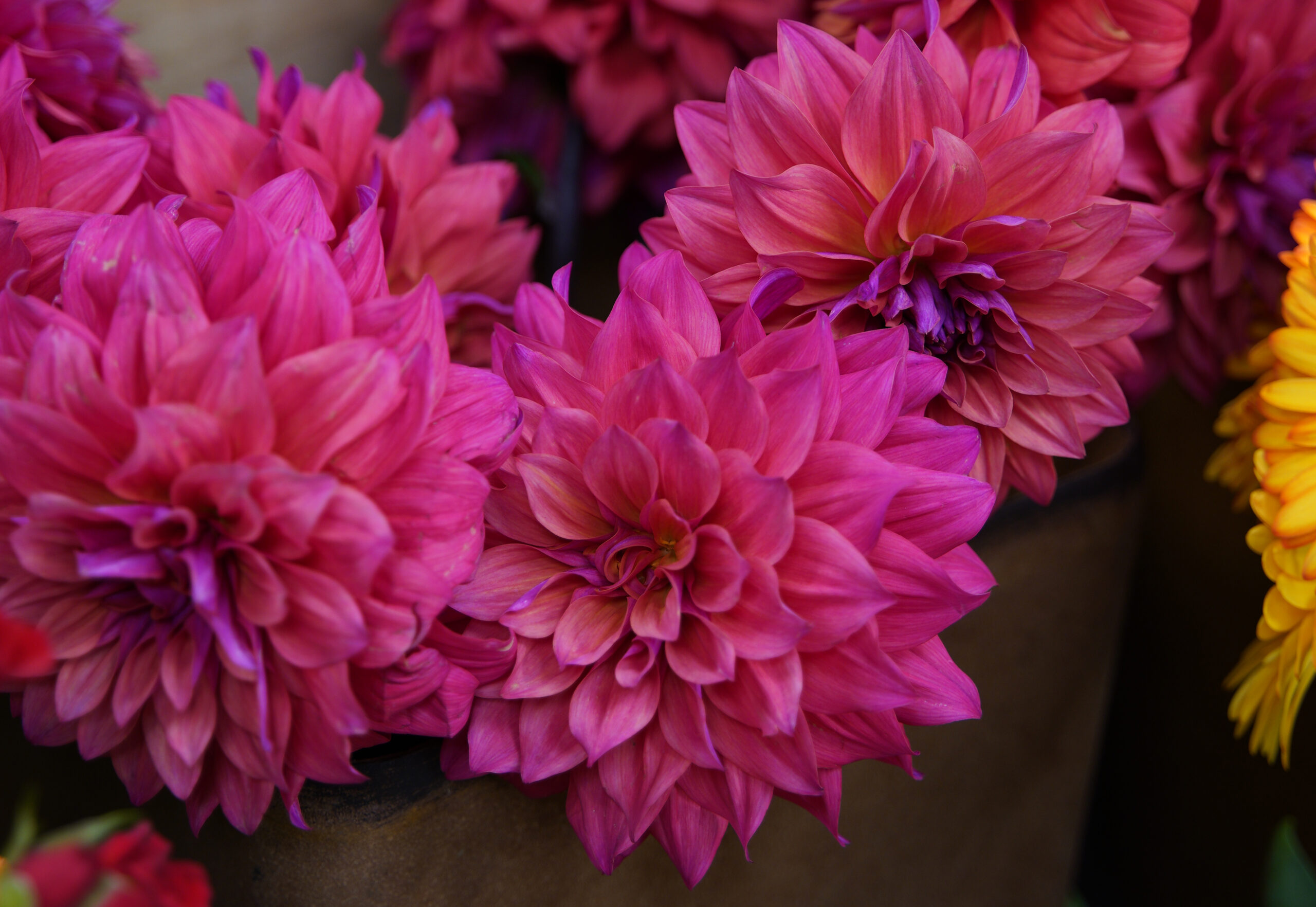 Garden Floridea - Il tuo Garden di fiducia del centro di Verona! - HOME